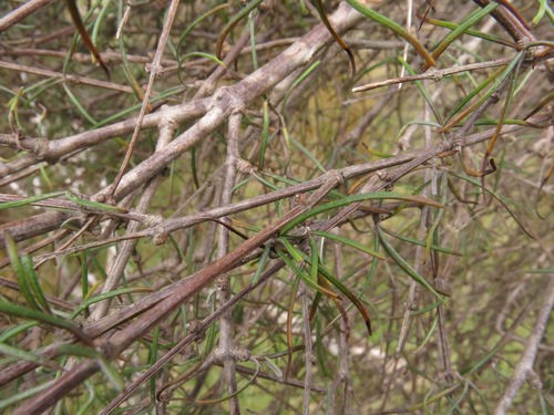 Olearia virgata var. lineata Flower, Leaf, Care, Uses - PictureThis