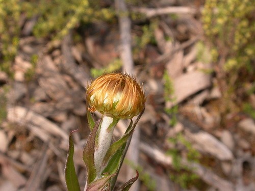 Coronidium Flower, Leaf, Care, Uses - PictureThis