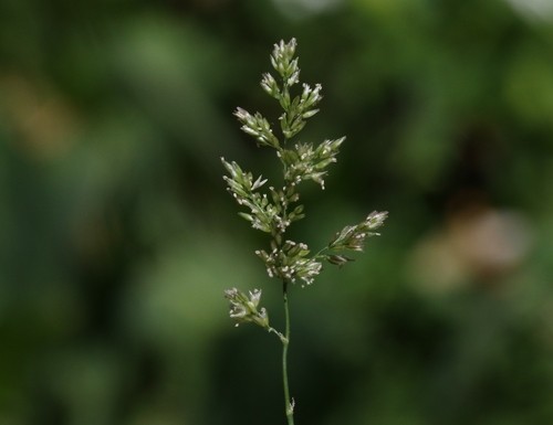 Beardless rabbit's-foot grass (Polypogon viridis) Flower, Leaf, Care ...