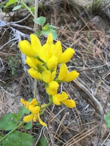 Prairie thermopsis (Thermopsis rhombifolia) Flower, Leaf, Care, Uses ...
