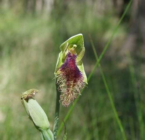 Calochilus robertsonii 花言葉，毒性，よくある質問 - PictureThis