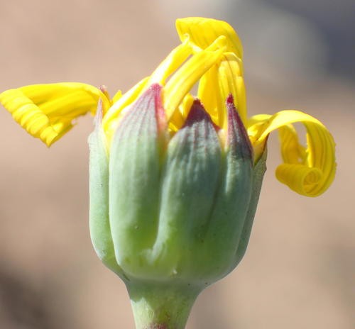 Bedelio africano y parientes (Othonna) - PictureThis