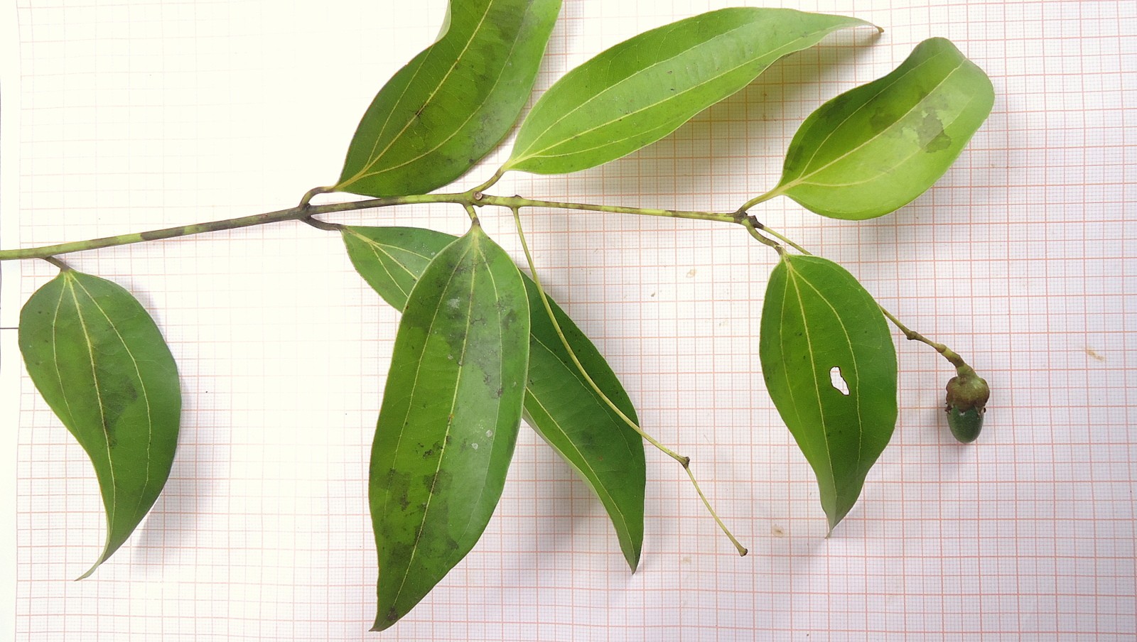 Cinnamomum iners - PictureThis