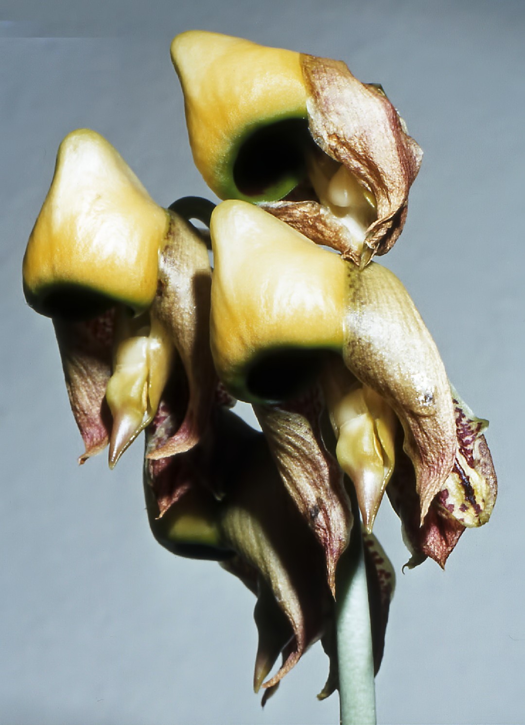 Catasetum integerrimum - PictureThis