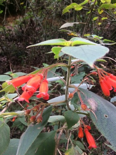 Moussonia deppeana - PictureThis