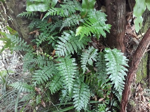 Asplenium lamprophyllum - PictureThis