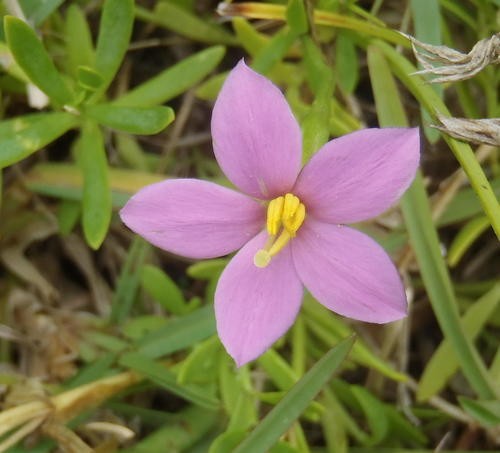 Chironia tetragona - PictureThis
