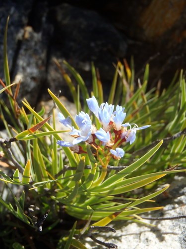 Nivenia binata Flower, Leaf, Care, Uses - PictureThis