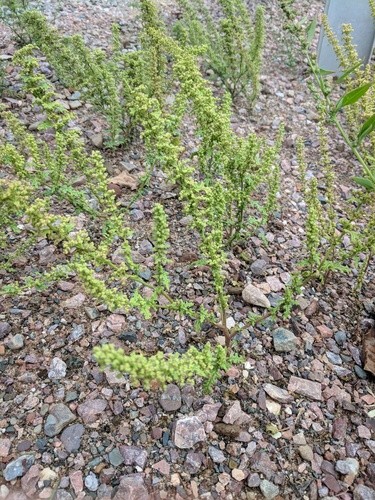 Jerusalem oak goosefoot (Dysphania botrys) Flower, Leaf, Care, Uses ...