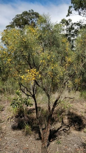 Jacksonia - PictureThis