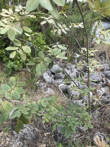 Jabín (Piscidia piscipula) - PictureThis