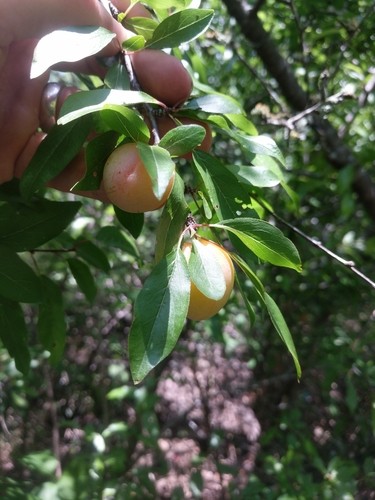 Prunus rivularis - PictureThis