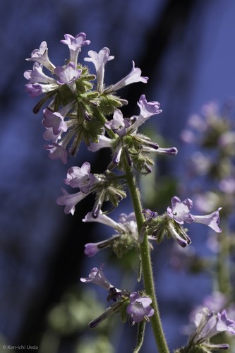 Turricula Care (Watering, Fertilize, Pruning, Propagation) - PictureThis