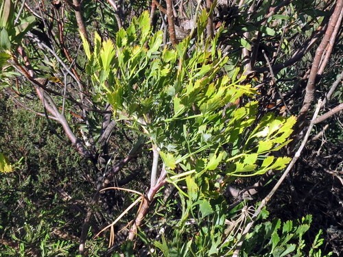 Notobubon galbanum - PictureThis