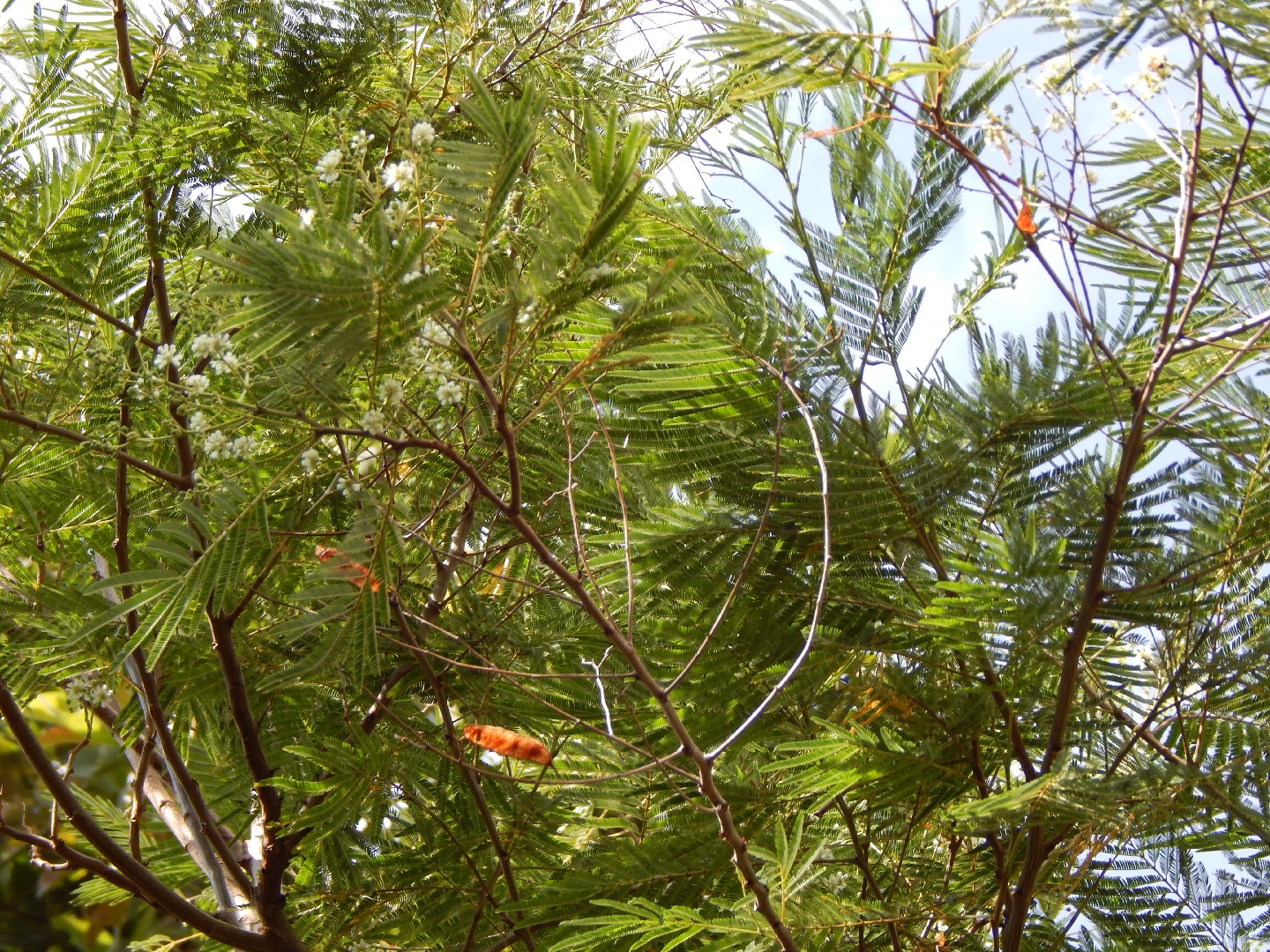 Prairie acacia (Acaciella angustissima) Flower, Leaf, Care, Uses ...