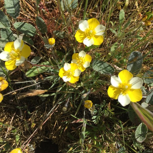 Queen poppy Care (Watering, Fertilize, Pruning, Propagation) - PictureThis