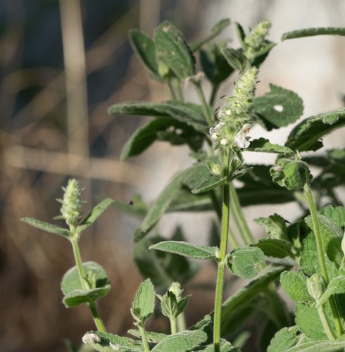Stachys albens - PictureThis