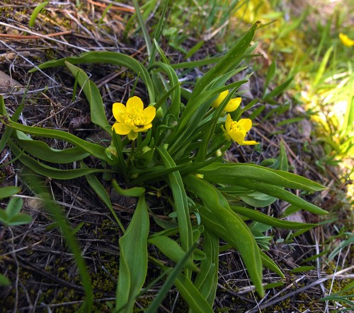 Ranunculus alismifolius - PictureThis