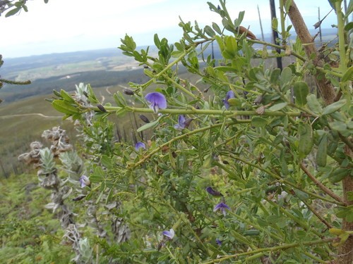 Psoralea keetii Cuidados (Plantando, Fertilizantes, Enfermedades ...