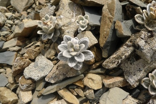 Haastia sinclairii - PictureThis