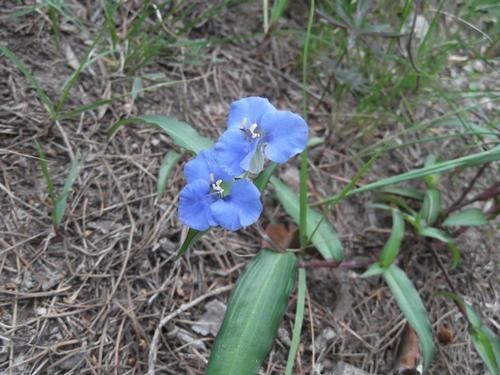 Hierba del pollo (Commelina tuberosa) - PictureThis