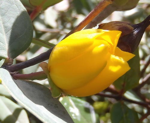 Hypericum roeperianum - PictureThis