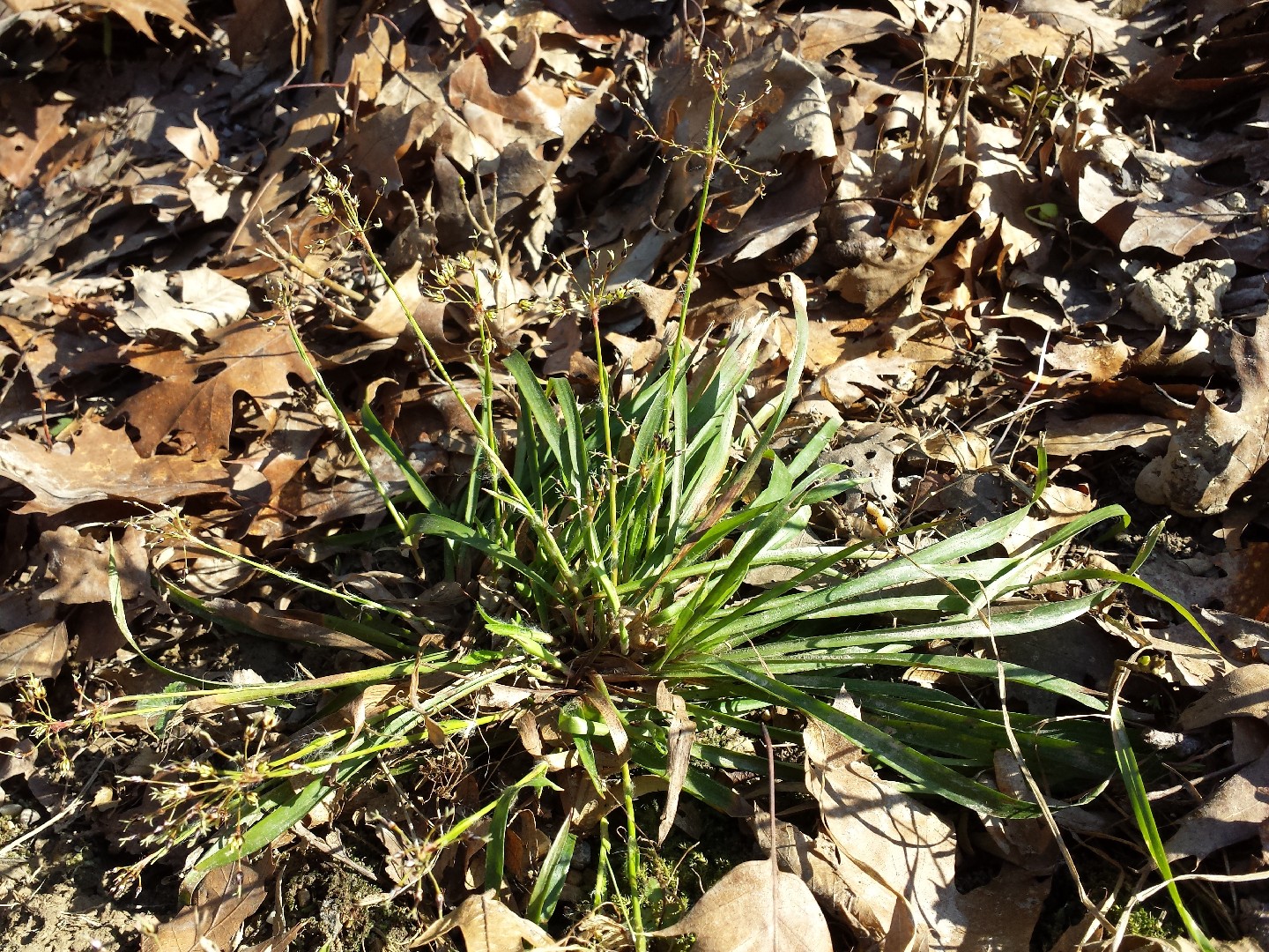 Wood-rush (Luzula) Flower, Leaf, Care, Uses - PictureThis