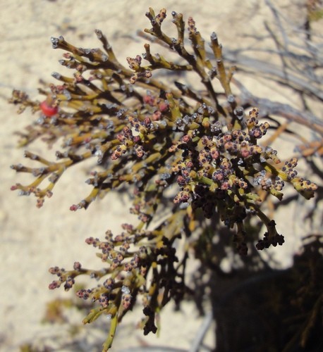 Exocarpos bidwillii - PictureThis