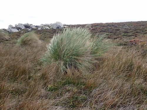 Poa flabellata - PictureThis