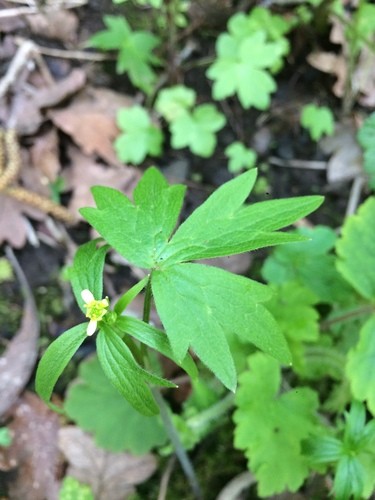 Ranunculus uncinatus - PictureThis