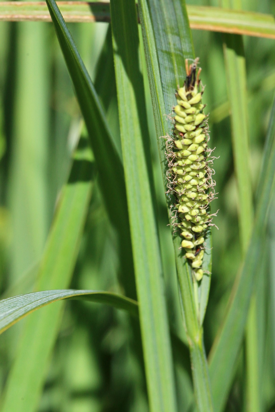 Nebraska sedge (Carex nebraskensis) Flower, Leaf, Care, Uses - PictureThis