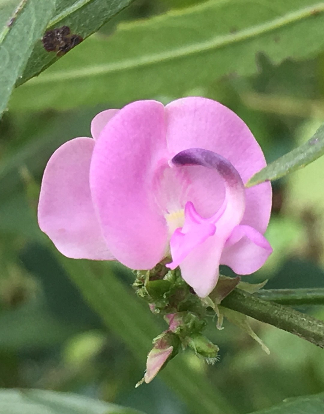 Fuzzybean (Strophostyles) Flower, Leaf, Care, Uses - PictureThis
