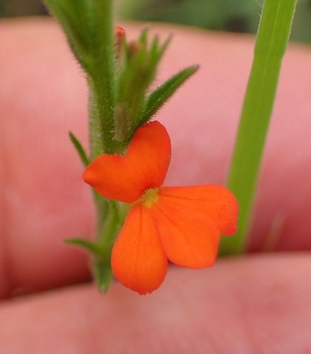 Asiatic witchweed (Striga asiatica) Flower, Leaf, Care, Uses - PictureThis