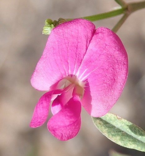 Tephrosia capensis - PictureThis