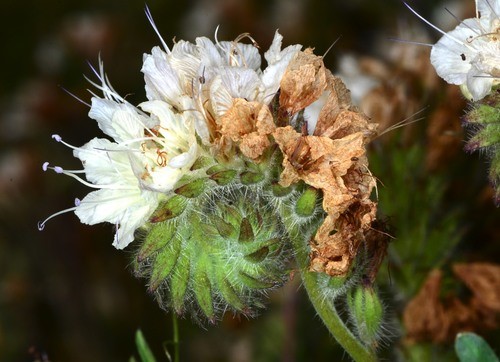 Distant phacelia (Phacelia distans) Flower, Leaf, Care, Uses - PictureThis