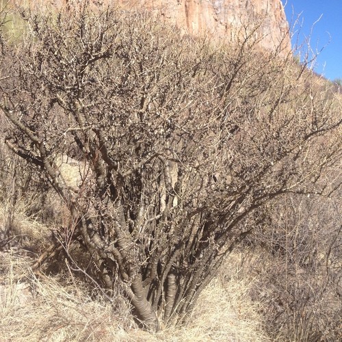 Jatropha cuneata - PictureThis