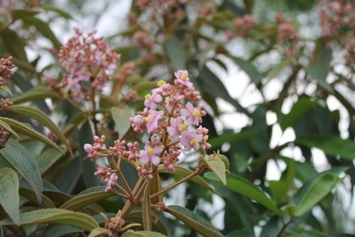 Cirin (Conostegia xalapensis) - PictureThis