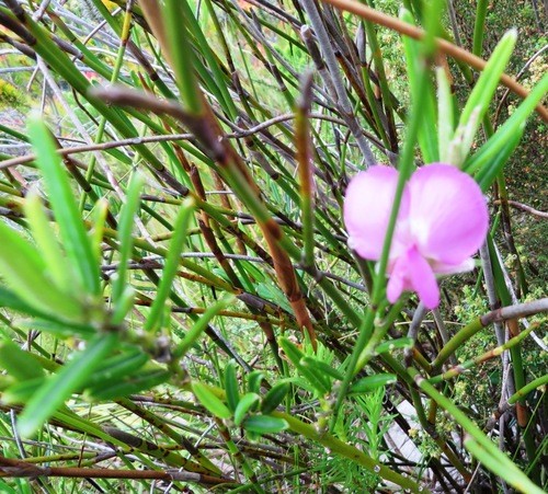 Podalyria Flower, Leaf, Care, Uses - PictureThis