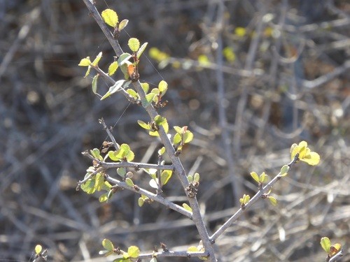 Spiny redberry (Endotropis crocea subsp. crocea) Flower, Leaf, Care ...
