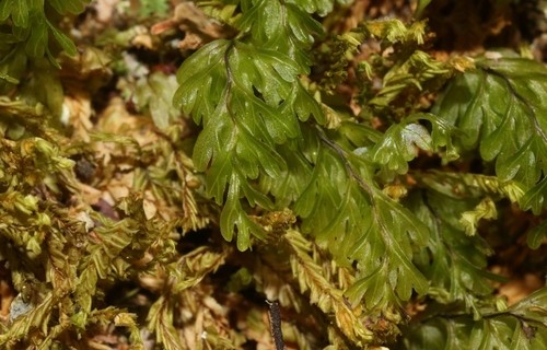 Hymenophyllum rarum - PictureThis