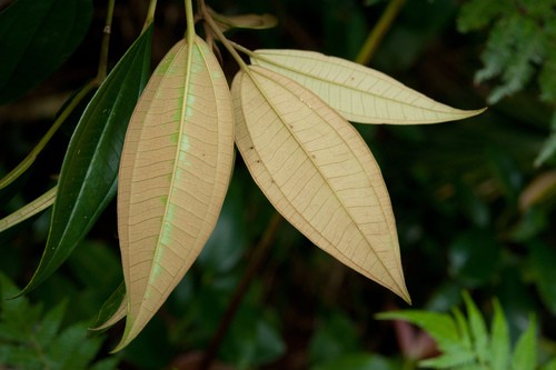 Astronia - PictureThis