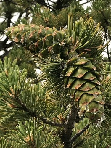 Limber pine (Pinus flexilis) Flower, Leaf, Care, Uses - PictureThis