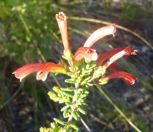 Erica glandulosa - PictureThis
