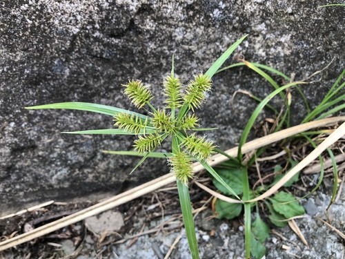 Cyperus cyperoides - PictureThis