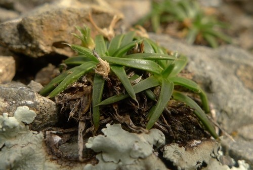 Colobanthus muelleri Flower, Leaf, Care, Uses - PictureThis