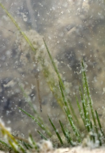 Trithuria (Hydatellaceae) Flower, Leaf, Care, Uses - PictureThis