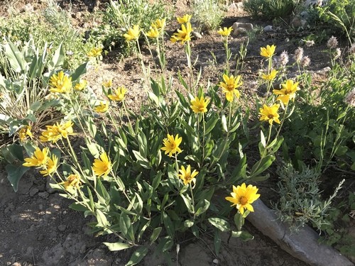 Helianthella uniflora - PictureThis