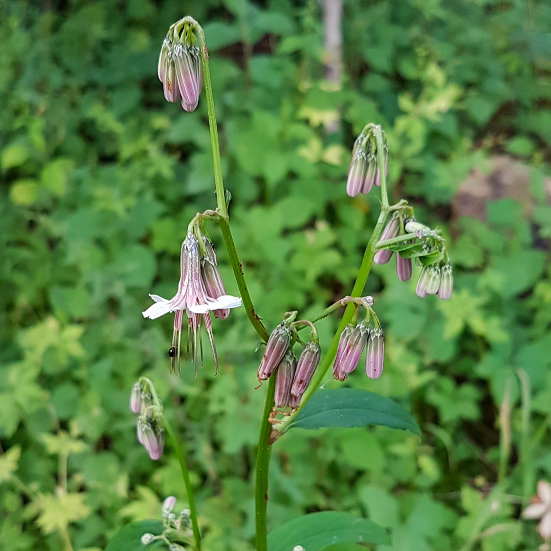 Nabalus - PictureThis