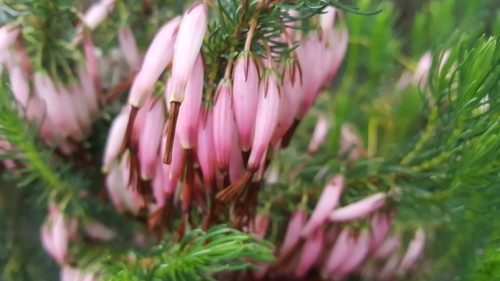 Erica plukenetii - PictureThis