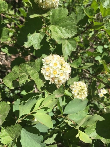 Mallow ninebark (Physocarpus malvaceus) Flower, Leaf, Care, Uses ...